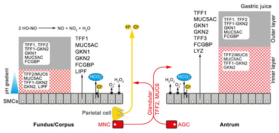 Trefoil Factor Family (TFF) Peptides and Their Diverse Molecular ...