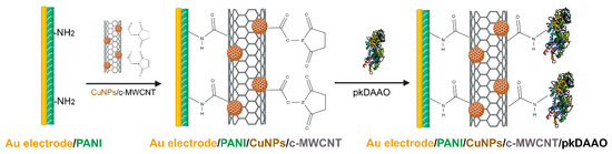 Biosensors for D-Amino Acids: Detection Methods and Applications