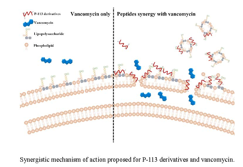 Ijms Free Full Text Antimicrobial Peptides Display Strong Synergy