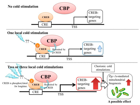 Influence of Intermittent Cold Stimulations on CREB and Its Targeting ...