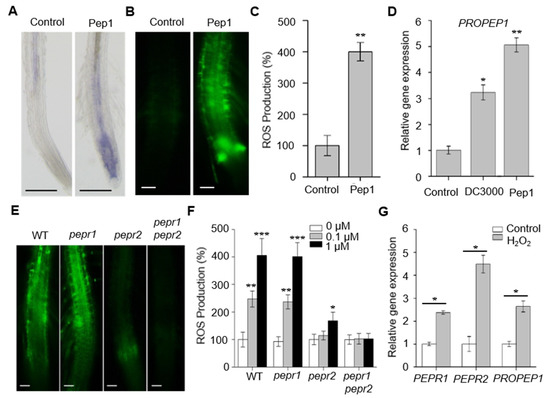 Danger-Associated Peptide Regulates Root Immune Responses and Root ...