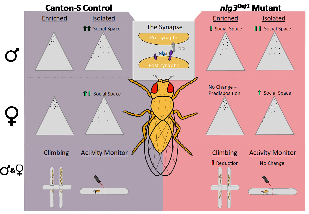 IJMS | Free Full-Text | Abnormal Social Interactions in a Drosophila Mutant of an Autism ...