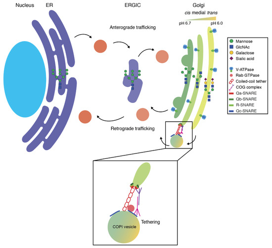 Sugary Logistics Gone Wrong: Membrane Trafficking and Congenital ...