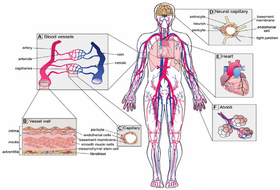Vascular Homeostasis and Inflammation in Health and Disease—Lessons ...