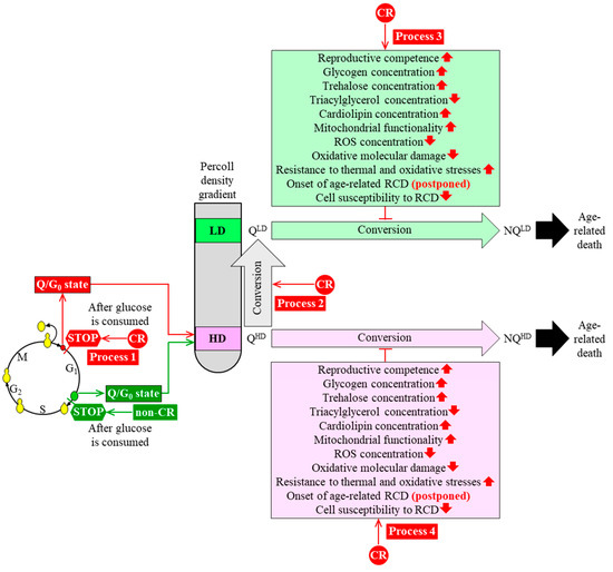 Mechanisms that Link Chronological Aging to Cellular Quiescence in ...
