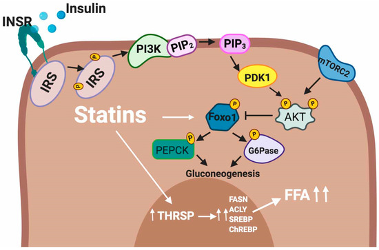 Statin Treatment-Induced Development of Type 2 Diabetes: From Clinical ...