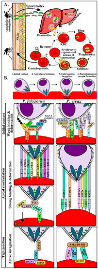 Hotspots in Plasmodium and RBC Receptor-Ligand Interactions: Key Pieces ...