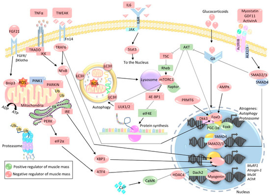 Signaling Pathways That Control Muscle Mass
