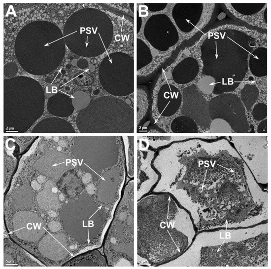 Effect of Heat Stress on Seed Protein Composition and Ultrastructure of ...
