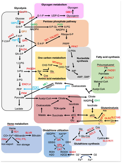NRF2, a Transcription Factor for Stress Response and Beyond