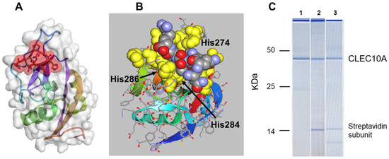 ASGR1 and Its Enigmatic Relative, CLEC10A