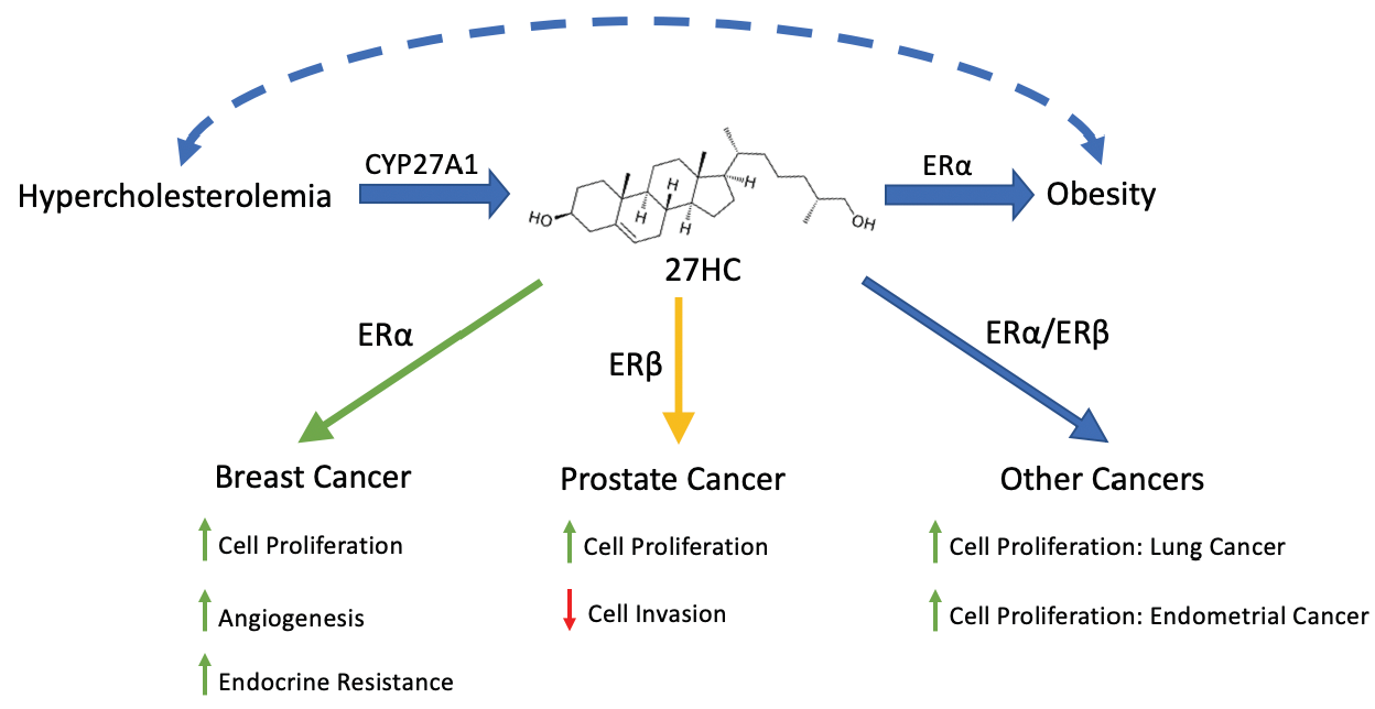 IJMS | Free Full-Text | Obesity and Cancer: 27-Hydroxycholesterol, the ...