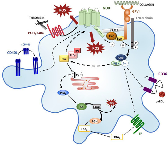 IJMS | Free Full-Text | ROS in Platelet Biology: Functional Aspects and ...