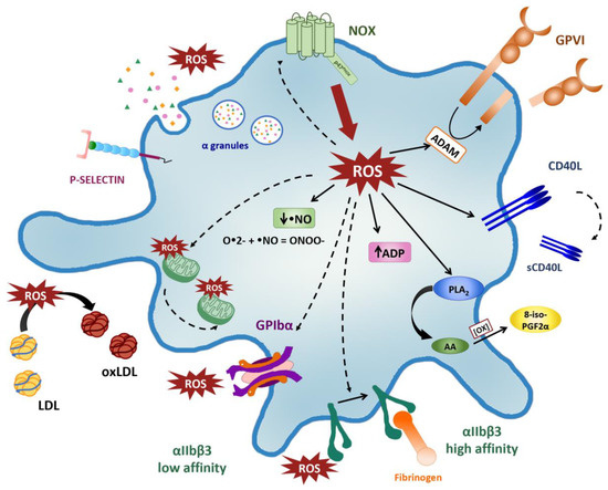 ROS in Platelet Biology: Functional Aspects and Methodological Insights