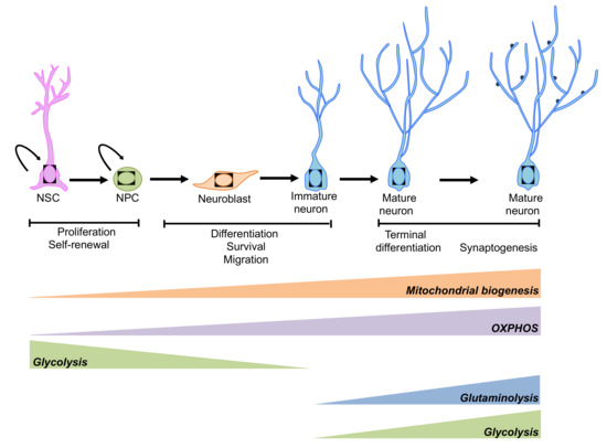 Regulation of Adult Neurogenesis in Mammalian Brain