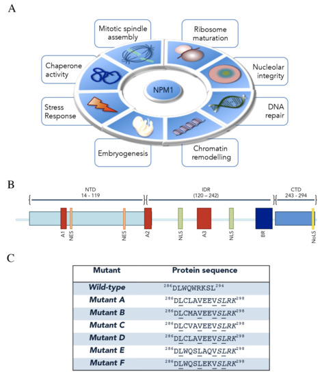 Nucleophosmin in Its Interaction with Ligands