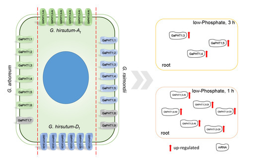 IJMS | Free Full-Text | Genome-Wide Identification and Expression ...