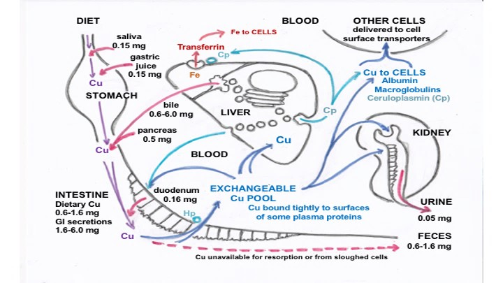 IJMS | Free Full-Text | Copper Homeostasis in Mammals, with Emphasis on ...