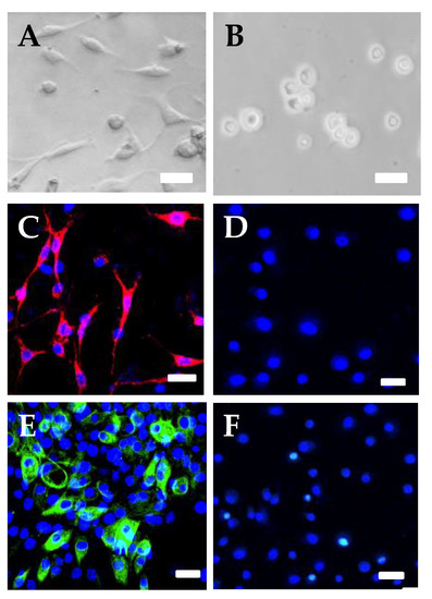 BC-Box Motif in SOCS6 Induces Differentiation of Epidermal Stem Cells ...