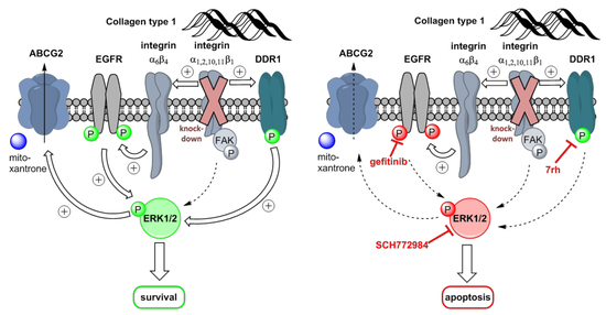 IJMS | Free Full-Text | Targeting Discoidin Domain Receptor 1 (DDR1 ...