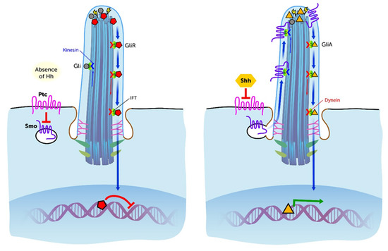 Physiological and Pathophysiological Aspects of Primary Cilia—A ...