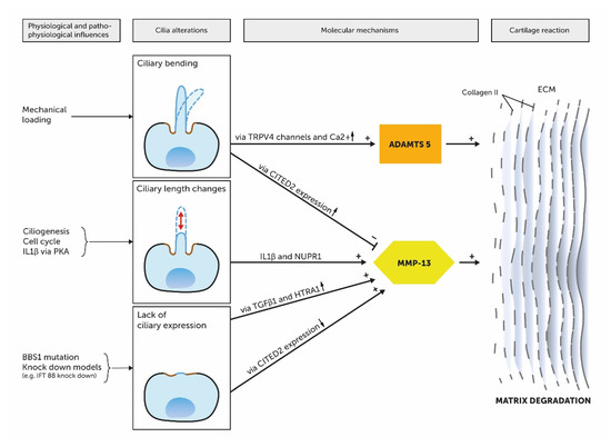 Physiological and Pathophysiological Aspects of Primary Cilia—A ...
