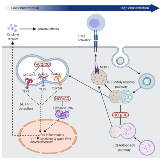 Immunomodulatory Effects of Hydroxychloroquine and Chloroquine in Viral ...