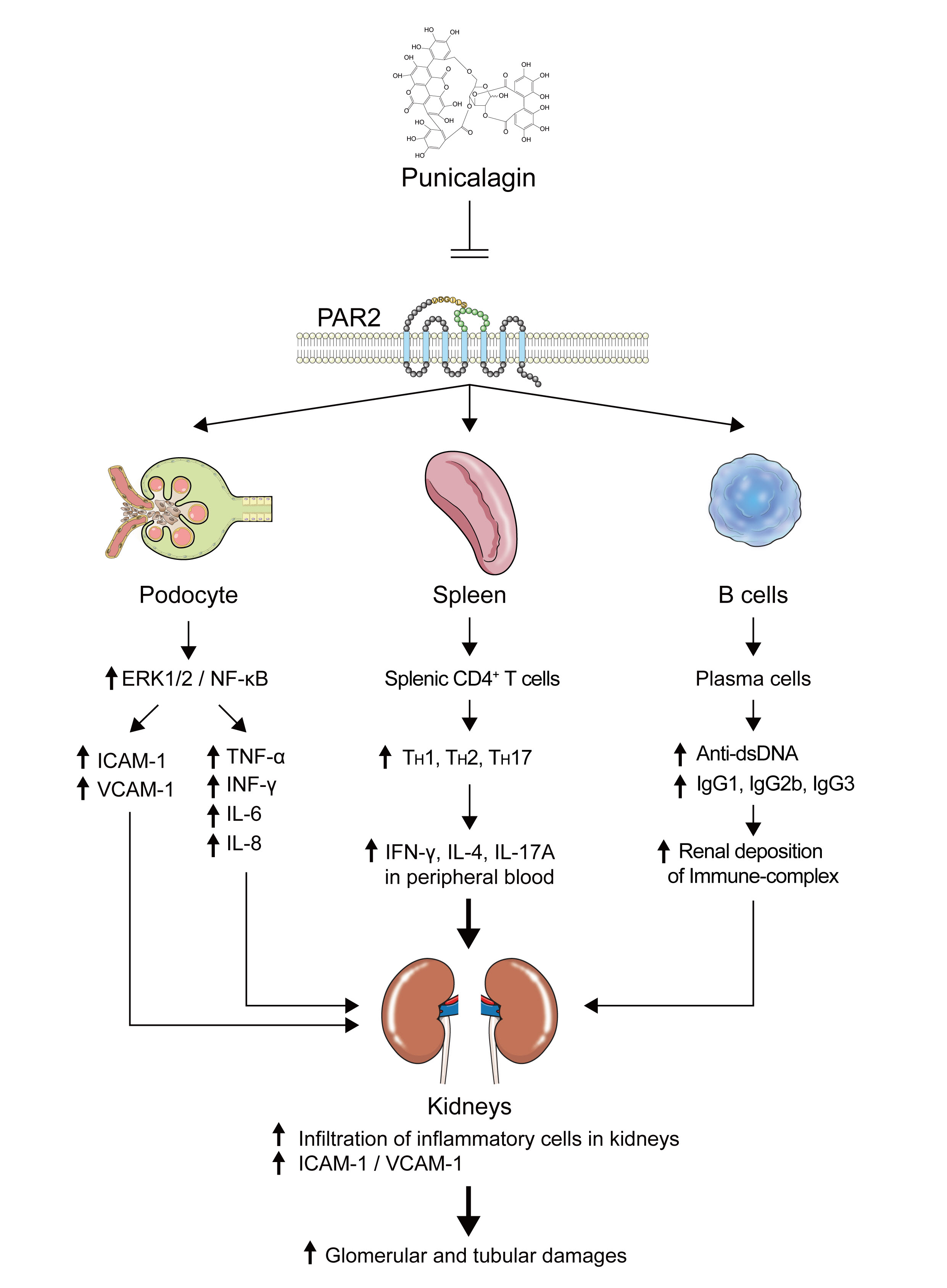 IJMS | Free Full-Text | Punicalagin Ameliorates Lupus Nephritis via ...