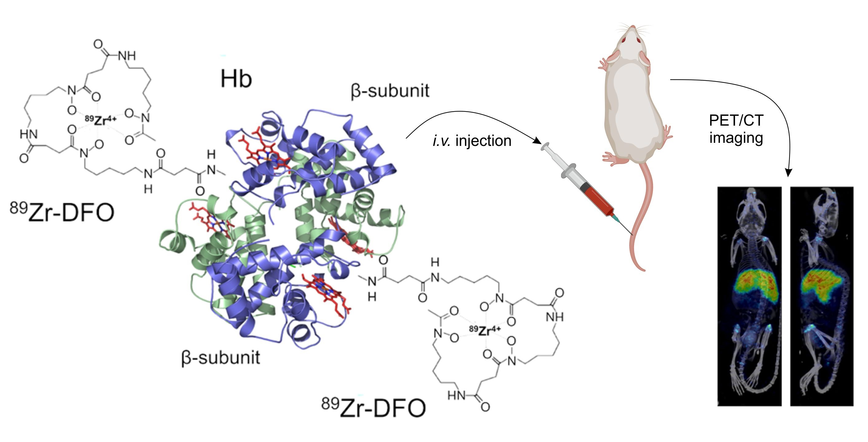 IJMS | Free Full-Text | Biodistribution PET/CT Study of Hemoglobin-DFO ...