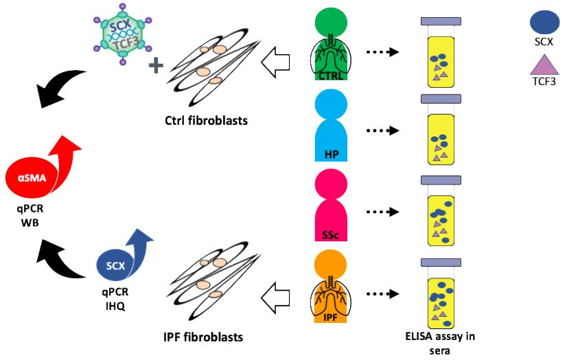 IJMS | Free Full-Text | The Transcription Factor SCX is a Potential ...
