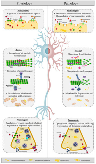 Tau and Alpha Synuclein Synergistic Effect in Neurodegenerative ...
