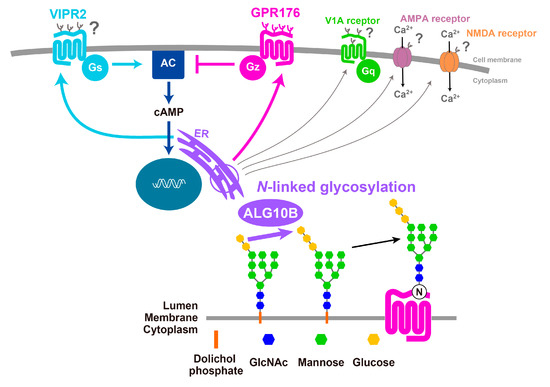 Time-Restricted G-Protein Signaling Pathways via GPR176, Gz, and RGS16 ...