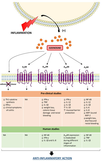 The Adenosine System at the Crossroads of Intestinal Inflammation and ...