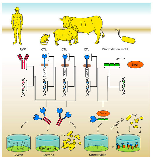 C-Type Lectins in Veterinary Species: Recent Advancements and Applications