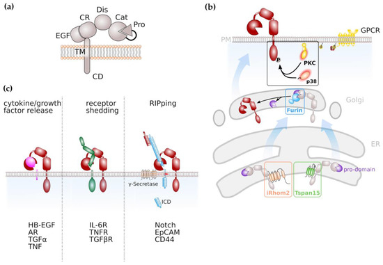 ADAM-Mediated Signalling Pathways in Gastrointestinal Cancer Formation
