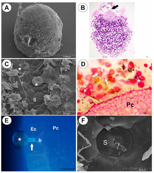 IJMS | Free Full-Text | Structural Features of Carnivorous Plant ...