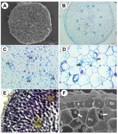IJMS | Free Full-Text | Structural Features of Carnivorous Plant ...