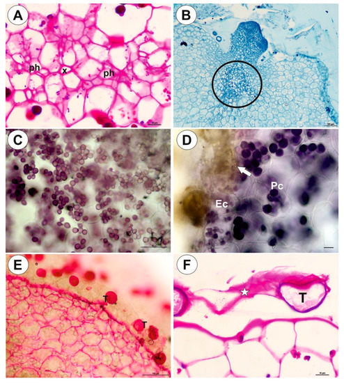 IJMS | Free Full-Text | Structural Features of Carnivorous Plant ...
