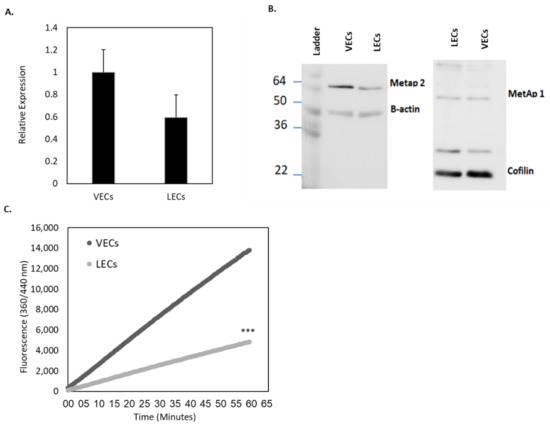 The Role of Methionine Aminopeptidase 2 in Lymphangiogenesis