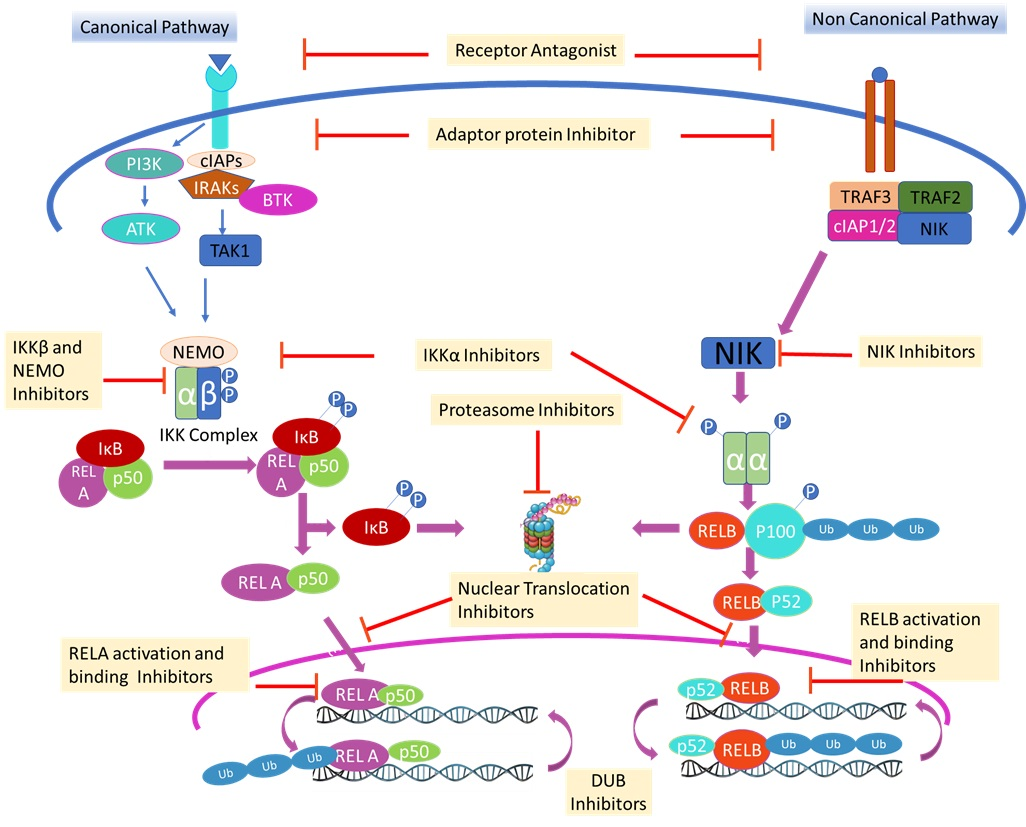 Ijms Free Full Text Small Molecule Nf κb Pathway Inhibitors In Clinic