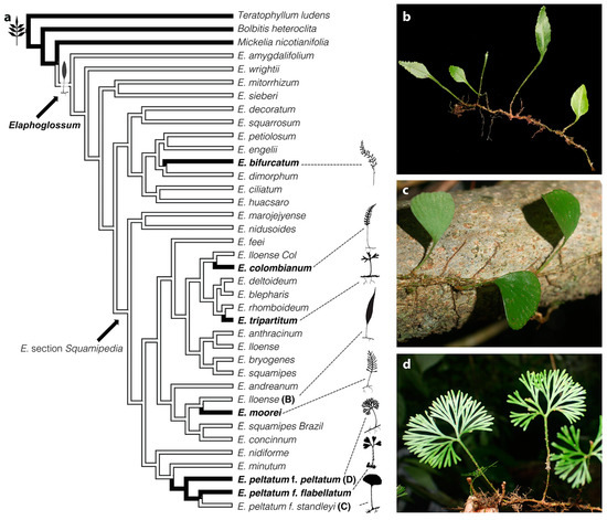Simple and Divided Leaves in Ferns: Exploring the Genetic Basis for ...