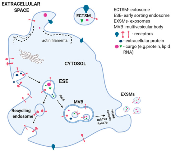 Platelets Extracellular Vesicles as Regulators of Cancer Progression—An ...