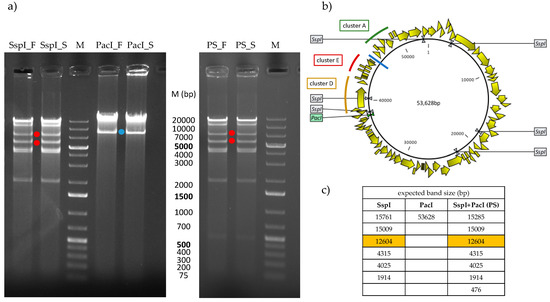 Phage S144, a New Polyvalent Phage Infecting Salmonella spp. and ...