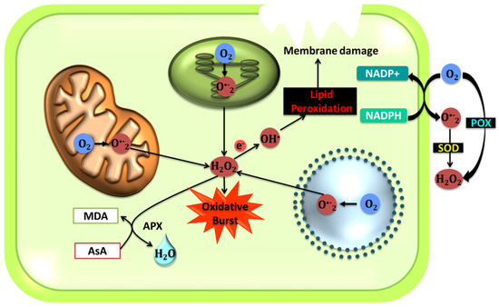 ROS Homeostasis in Abiotic Stress Tolerance in Plants