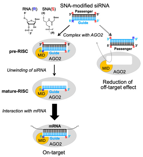 Investigation of Strand-Selective Interaction of SNA-Modified siRNA ...