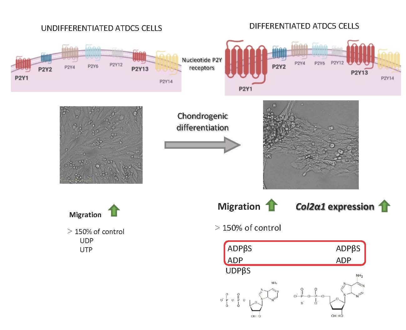 IJMS | Free Full-Text | Extracellular Nucleotides Selectively Induce ...