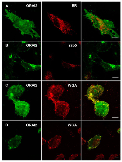 ORAI2 Down-Regulation Potentiates SOCE and Decreases Aβ42 Accumulation ...