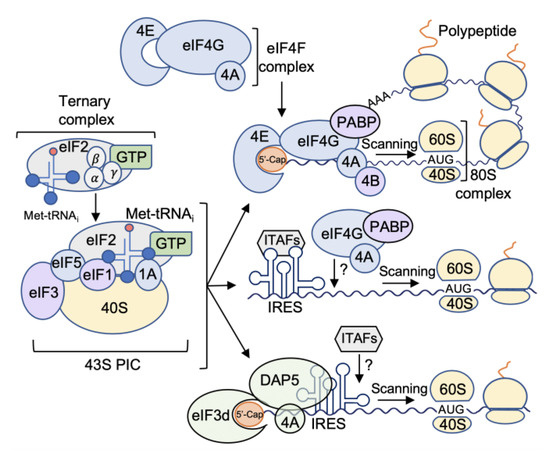 Translation Regulation by eIF2α Phosphorylation and mTORC1 Signaling ...
