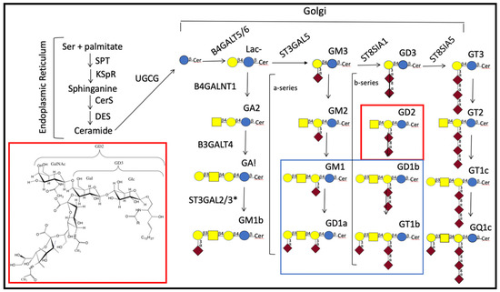 IJMS | Special Issue : Roles of Glycosphingolipids in Metabolism