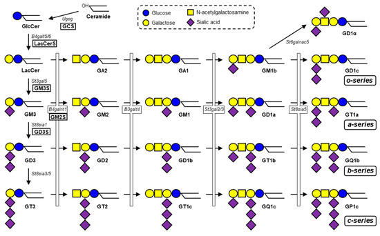 Roles of Gangliosides in Hypothalamic Control of Energy Balance: New ...
